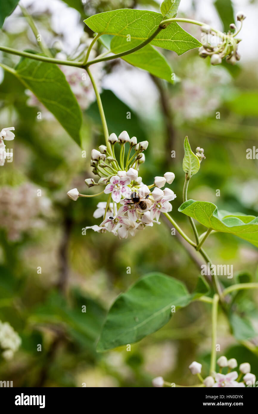 Wattakaka Sinensis im Sommer - Dregea sinensis Stockfotografie - Alamy