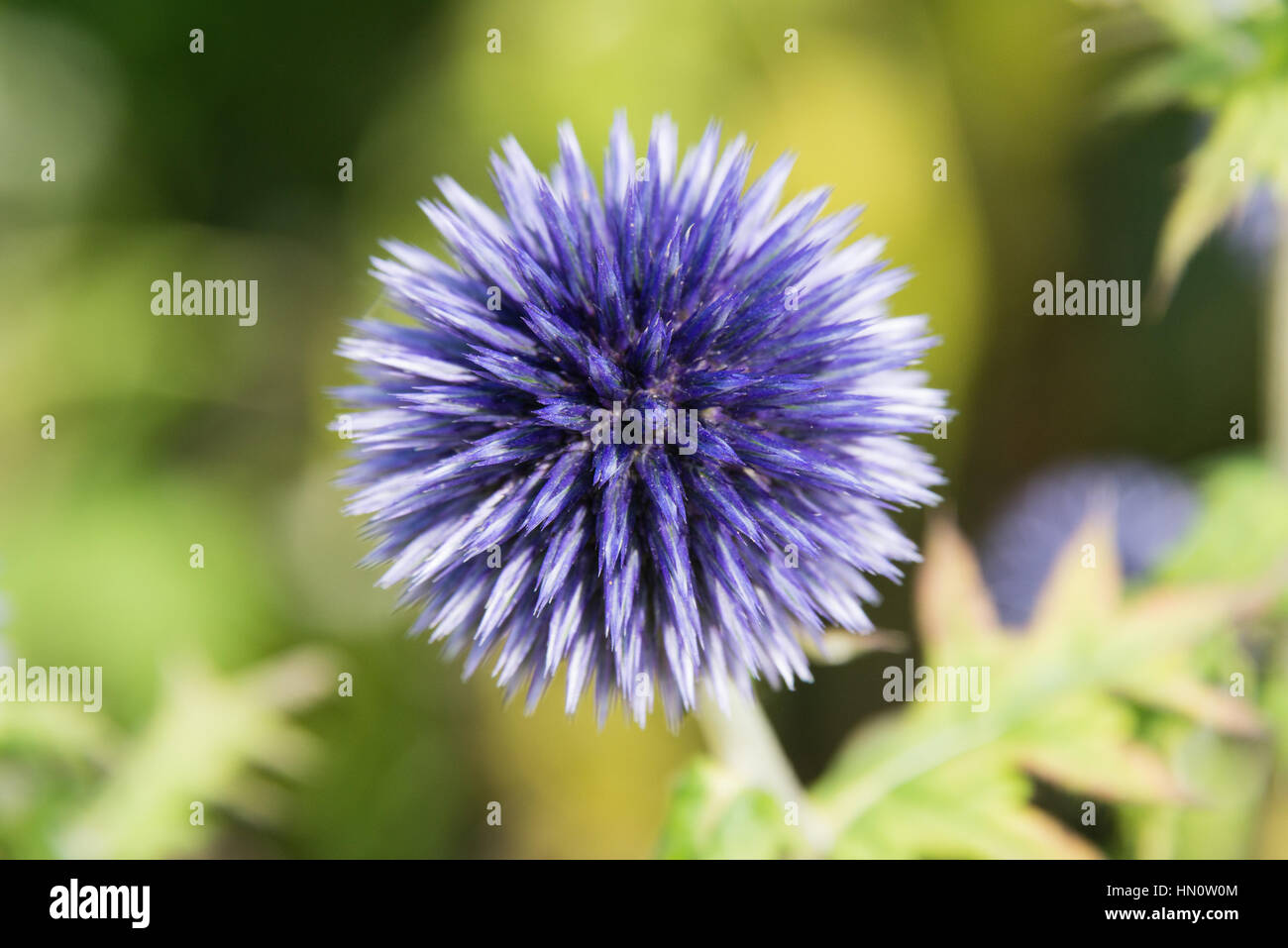 Lila kugel disteln -Fotos und -Bildmaterial in hoher Auflösung – Alamy