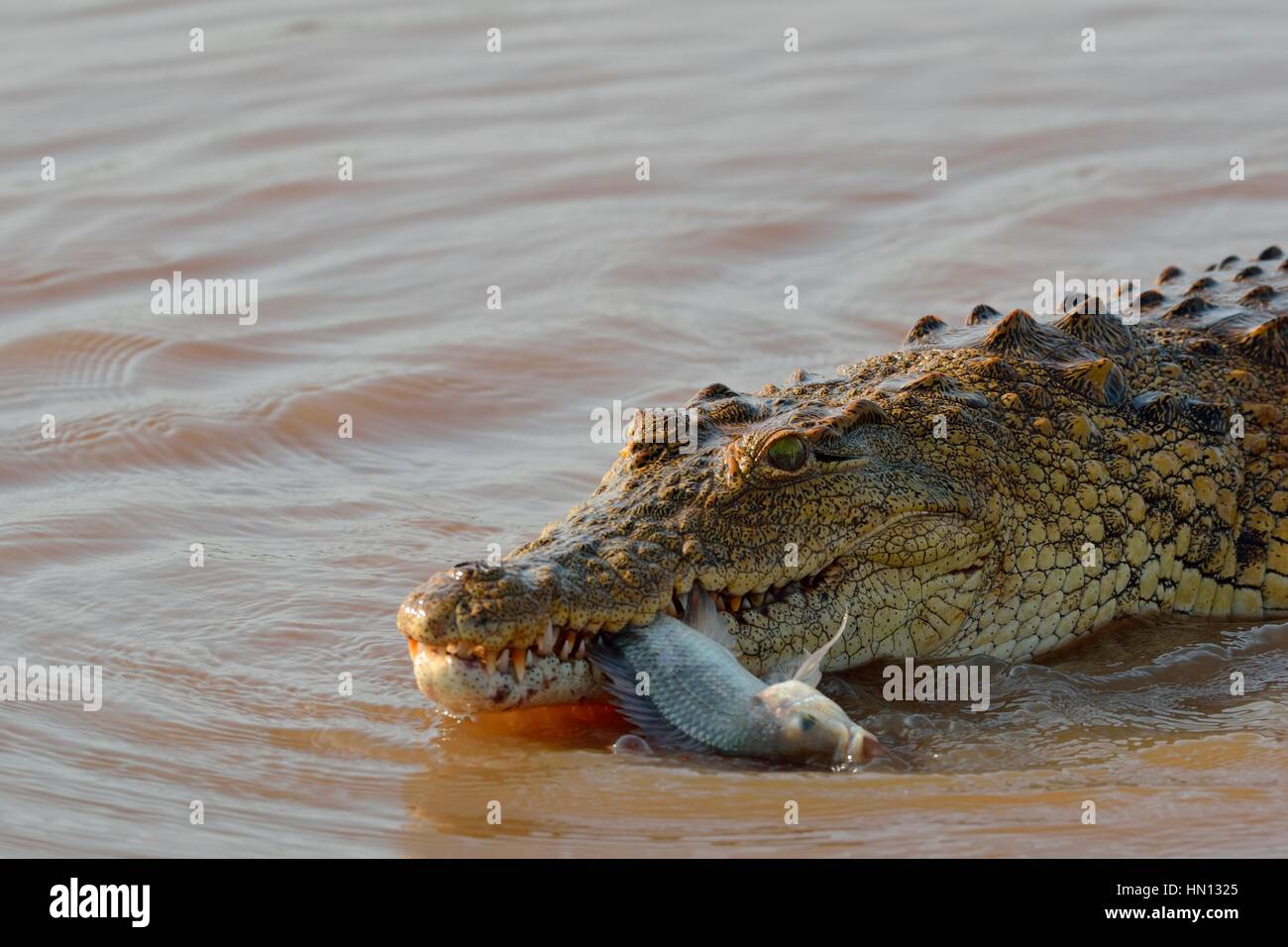 Fisch Krokodil Essen Stockfotos und -bilder Kaufen - Alamy
