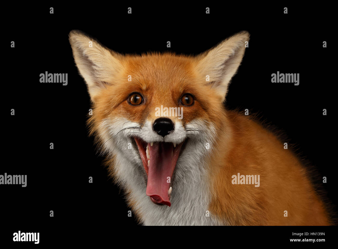 Fuchs schwarzer hintergrund -Fotos und -Bildmaterial in hoher Auflösung ...