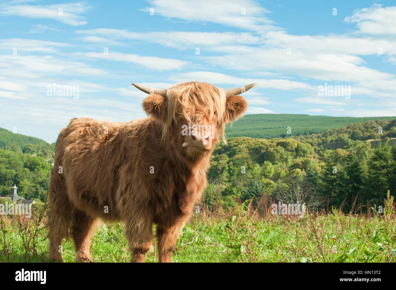 Traditionelle Highland Kuh mit seiner Zunge stossen Stockfotografie - Alamy