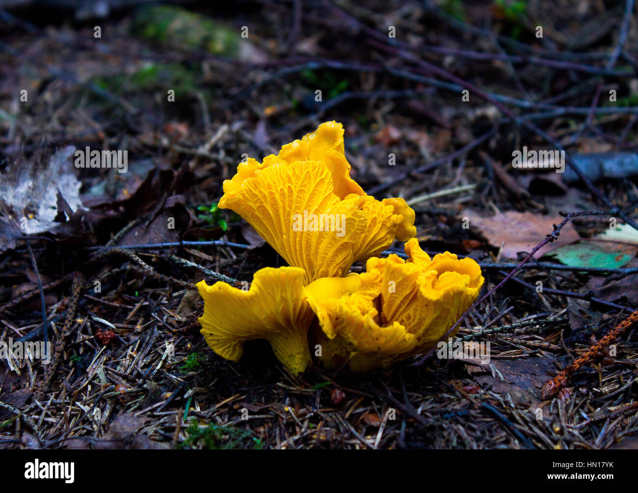 Pfifferling Wald Stockfotos und -bilder Kaufen - Alamy