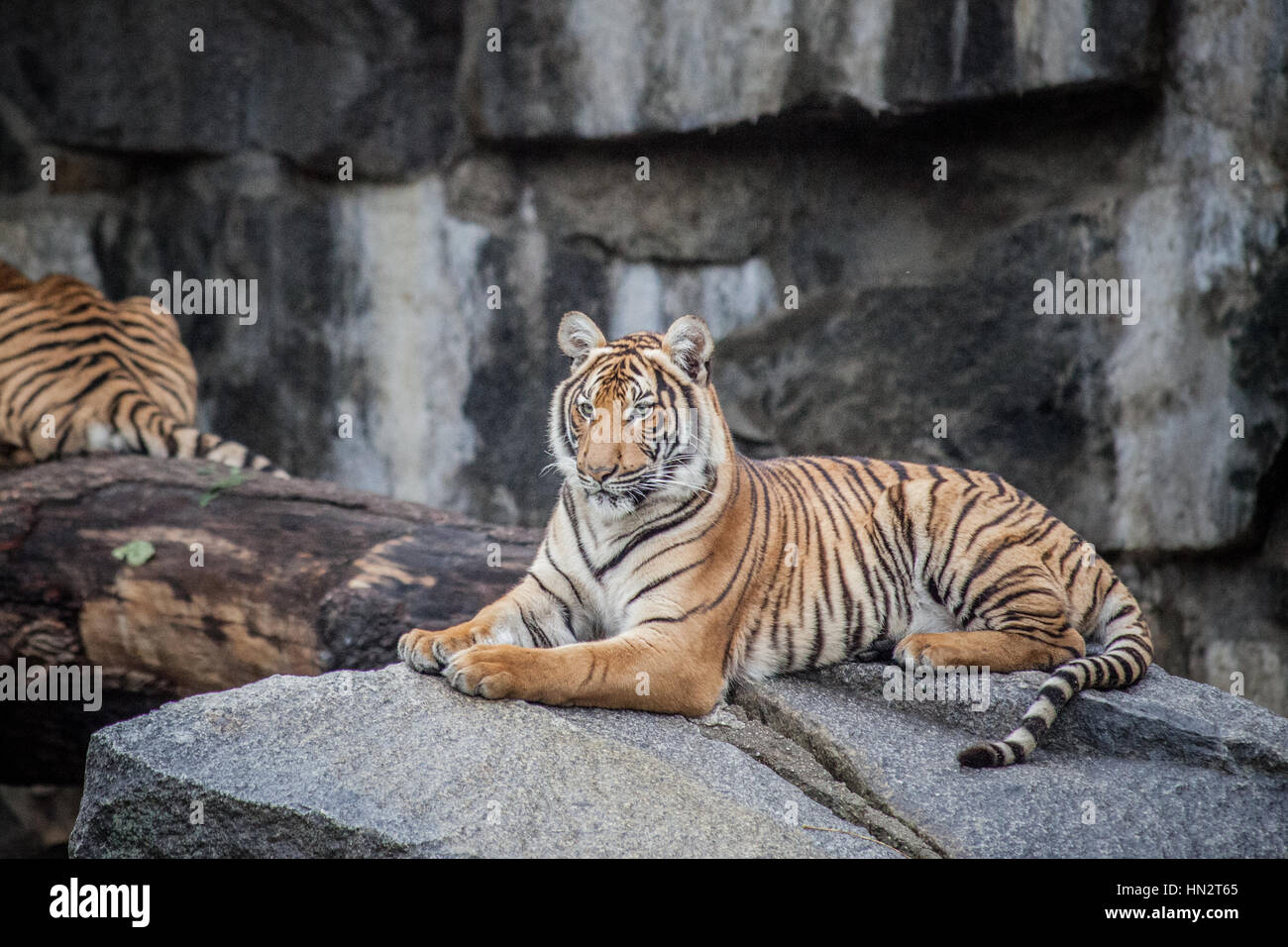 Tiger in berlin zoo -Fotos und -Bildmaterial in hoher Auflösung – Alamy