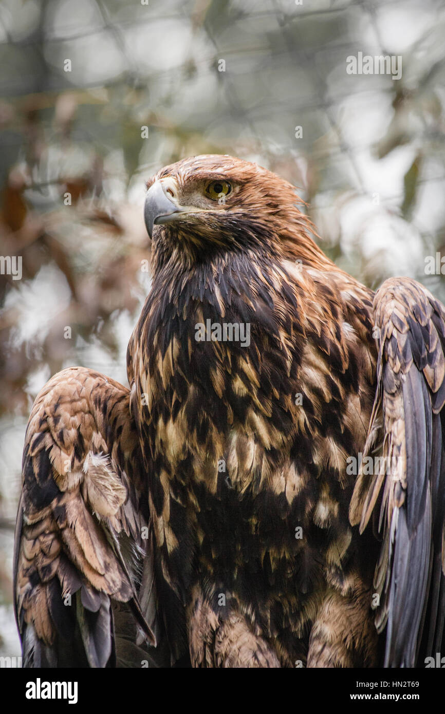 Echter Adler Stockfotos und -bilder Kaufen - Alamy