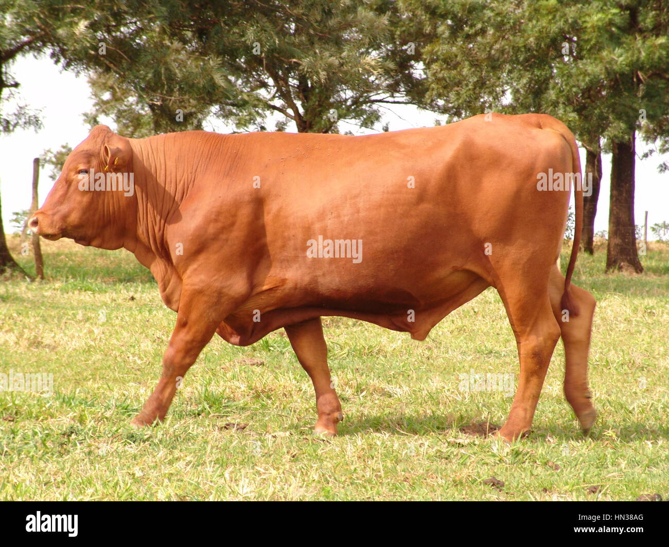 Roter angus stier -Fotos und -Bildmaterial in hoher Auflösung – Alamy