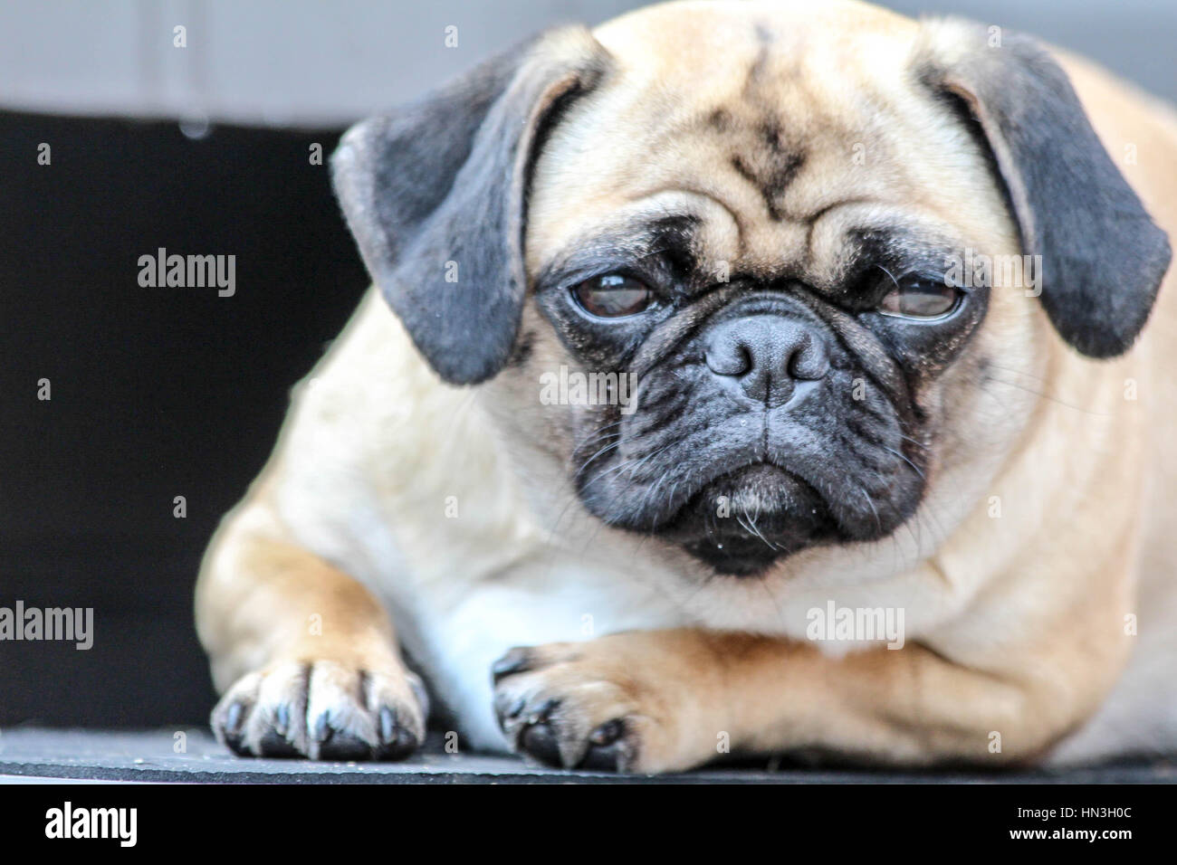 Dicker hund -Fotos und -Bildmaterial in hoher Auflösung – Alamy