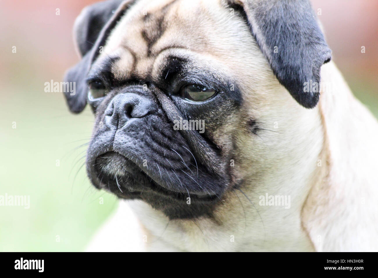 Mops Mit Zähnen Stockfotos und -bilder Kaufen - Alamy