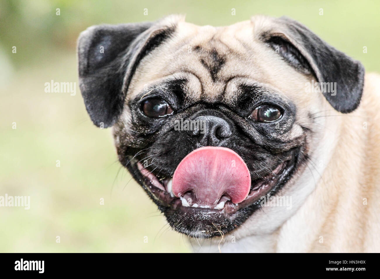 Mops mit zähnen -Fotos und -Bildmaterial in hoher Auflösung – Alamy