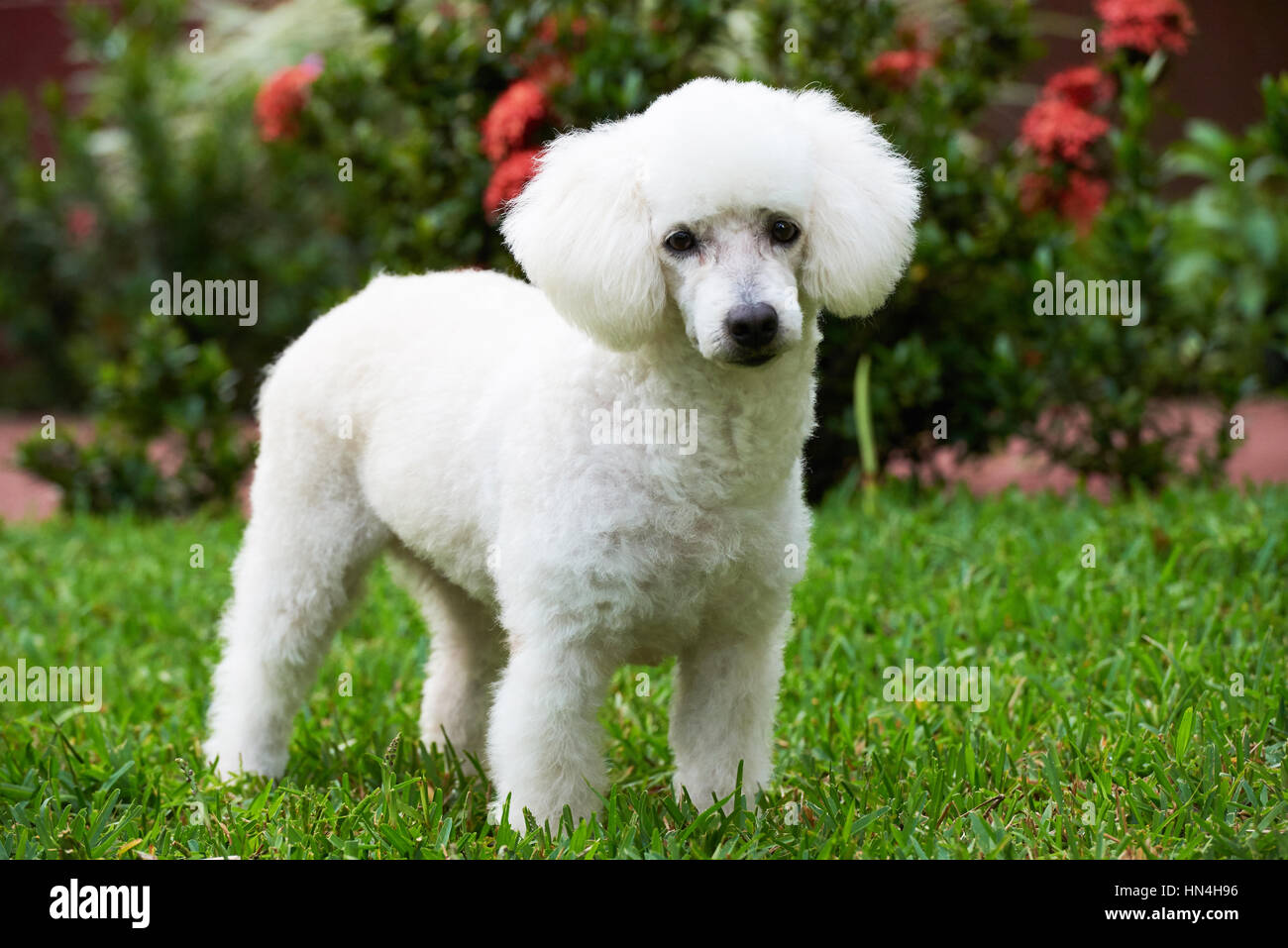 Weißer pudel sitzend -Fotos und -Bildmaterial in hoher Auflösung – Alamy