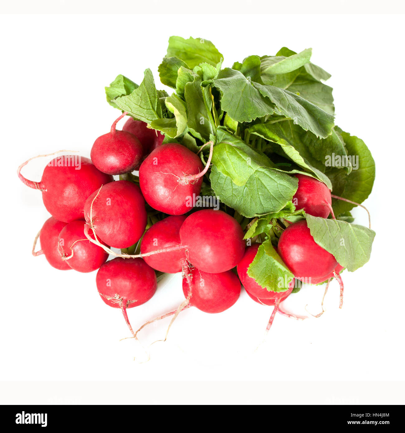 European radish raphanus sativus -Fotos und -Bildmaterial in hoher ...