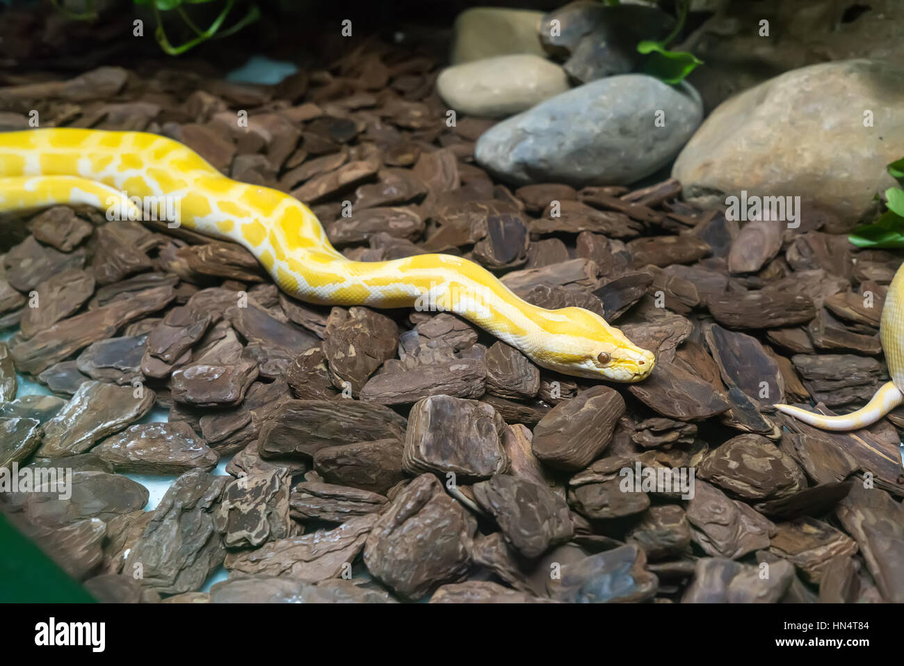 Boa kreatur -Fotos und -Bildmaterial in hoher Auflösung – Alamy