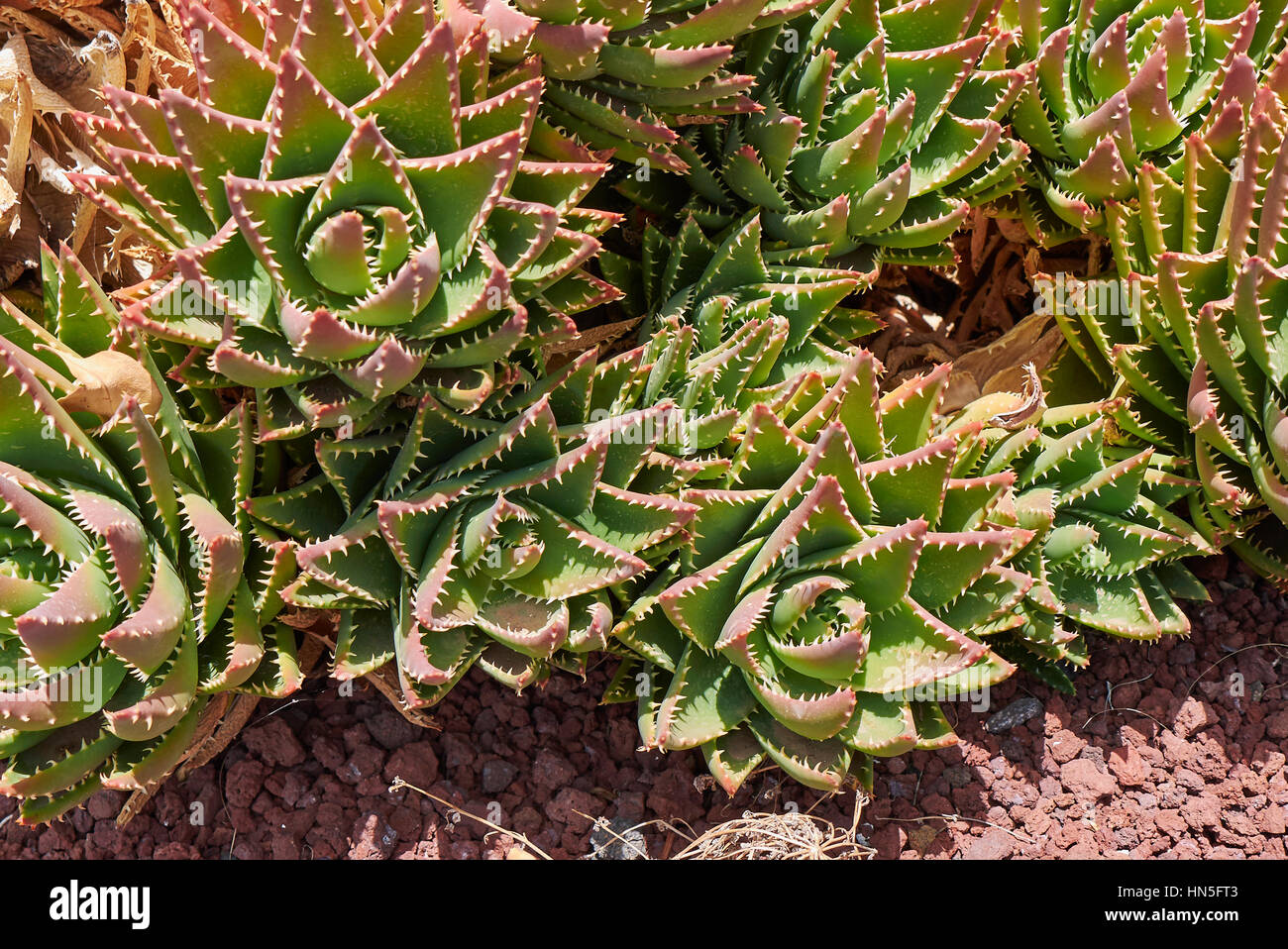 Miter aloe -Fotos und -Bildmaterial in hoher Auflösung – Alamy