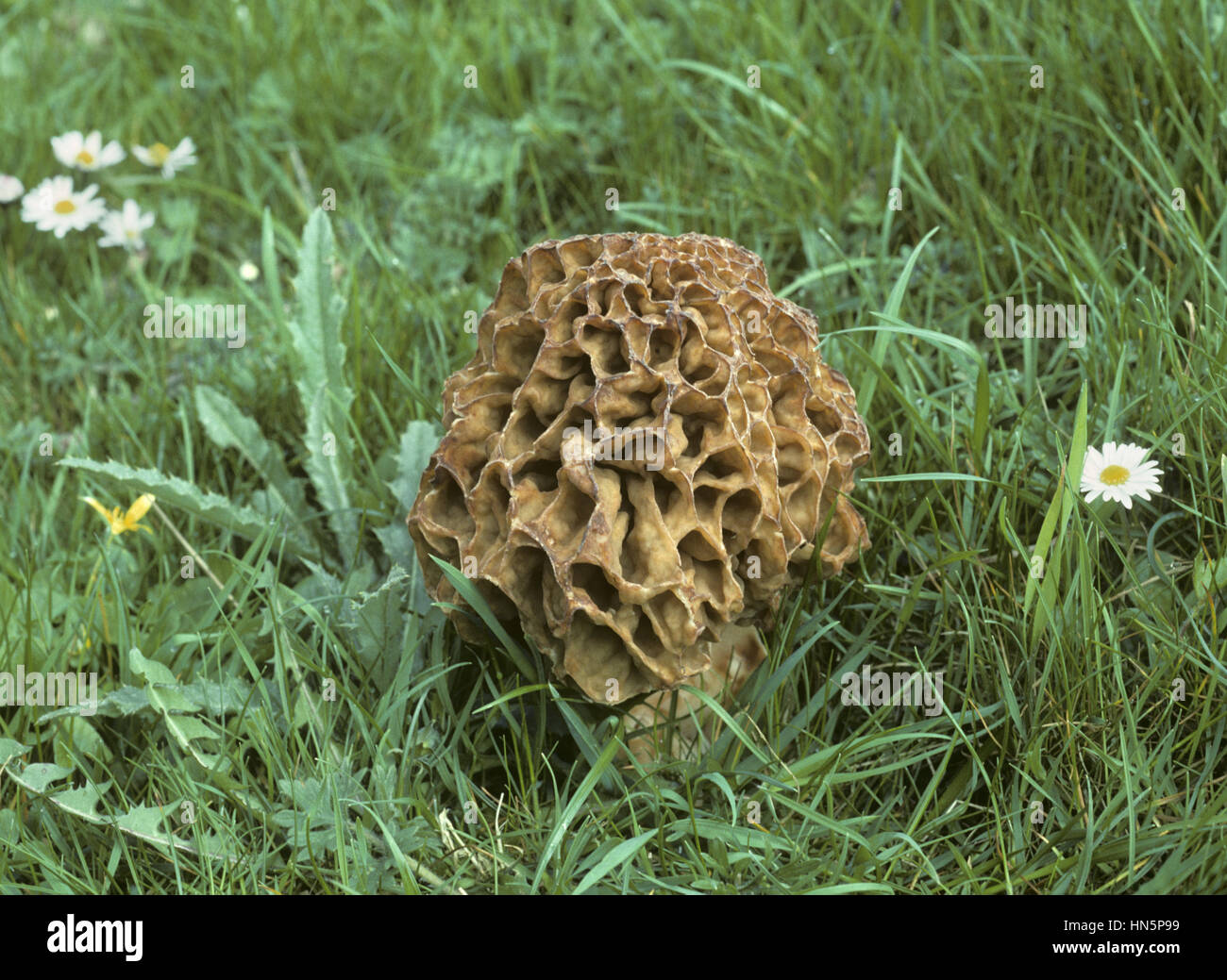 Morchel - Morchella esculenta Stockfotografie - Alamy