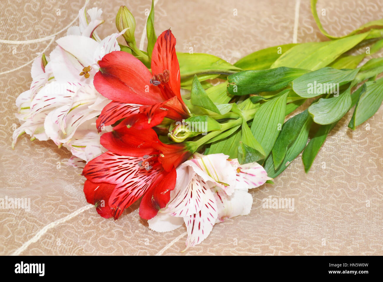 Rote alstromerien -Fotos und -Bildmaterial in hoher Auflösung – Alamy
