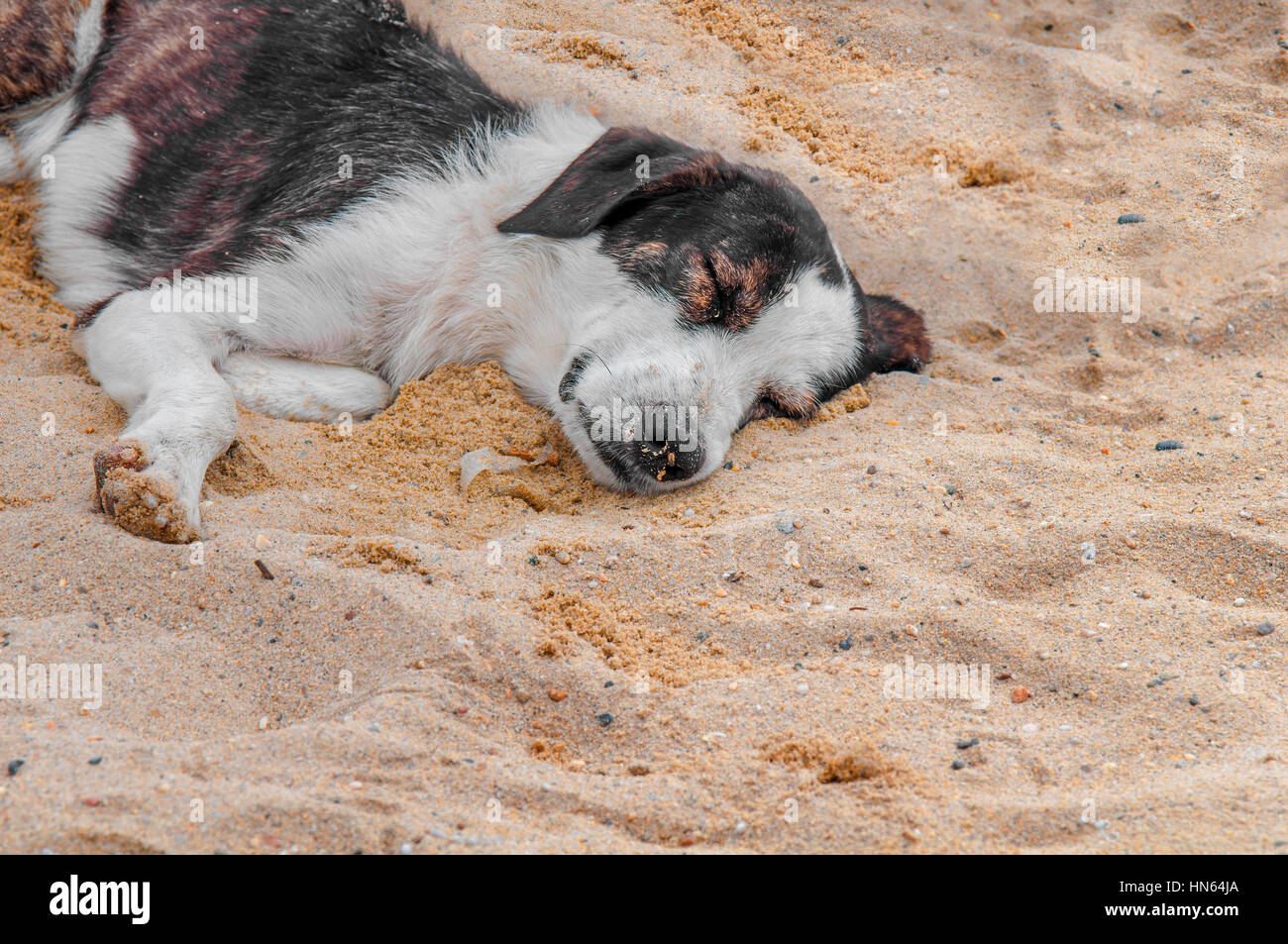 Hund entspannen -Fotos und -Bildmaterial in hoher Auflösung – Alamy