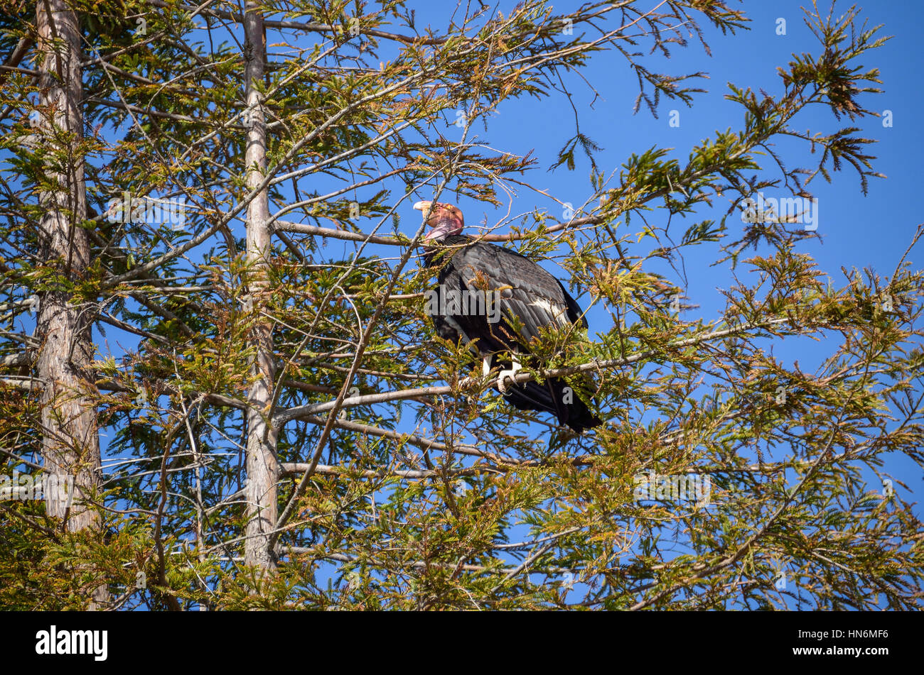 California condor tree -Fotos und -Bildmaterial in hoher Auflösung – Alamy