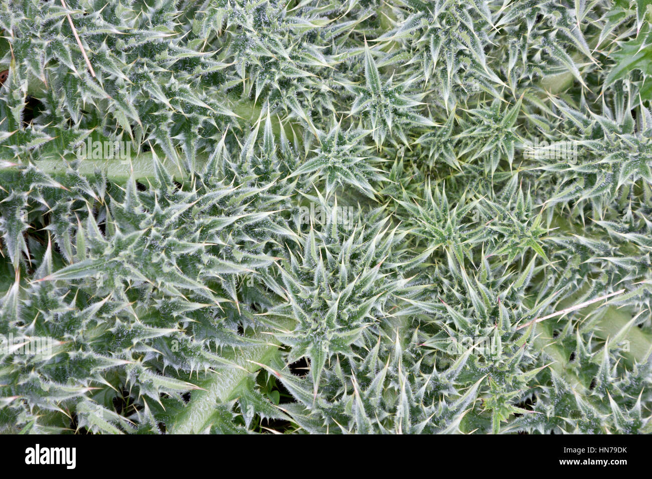 Stacheliges unkraut -Fotos und -Bildmaterial in hoher Auflösung – Alamy