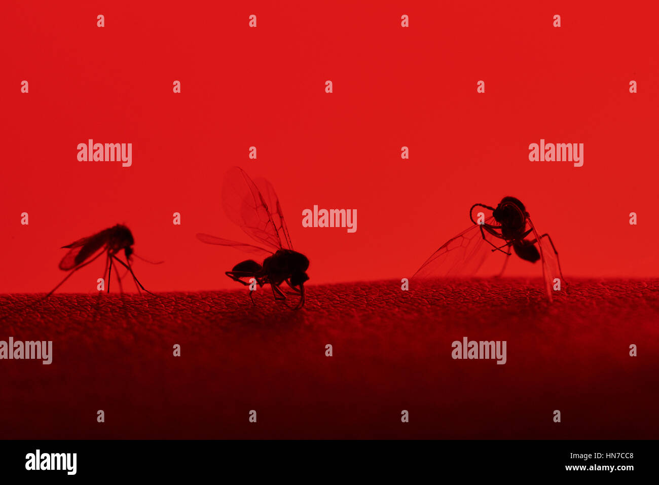 Parasiten insekt -Fotos und -Bildmaterial in hoher Auflösung - Seite 8 ...