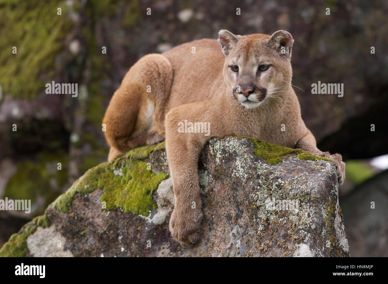 Puma pfote -Fotos und -Bildmaterial in hoher Auflösung – Alamy