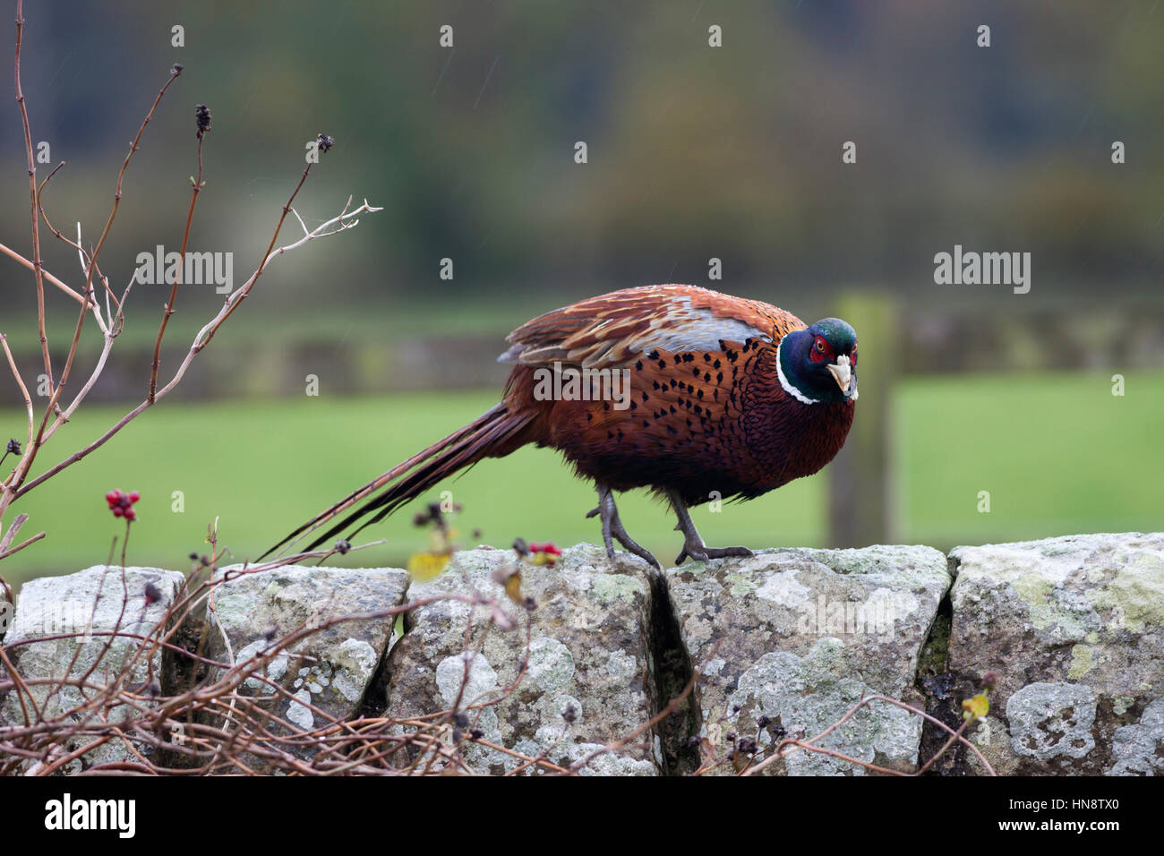 Fasan uk garten -Fotos und -Bildmaterial in hoher Auflösung – Alamy