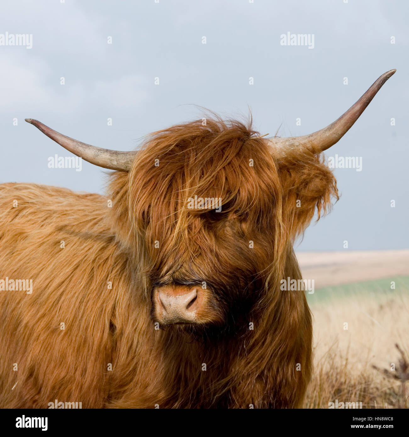 Haarige kuh -Fotos und -Bildmaterial in hoher Auflösung – Alamy