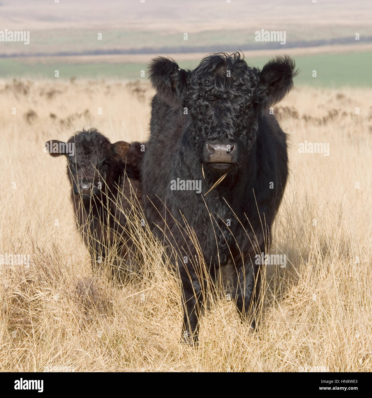 Mit kalb -Fotos und -Bildmaterial in hoher Auflösung – Alamy