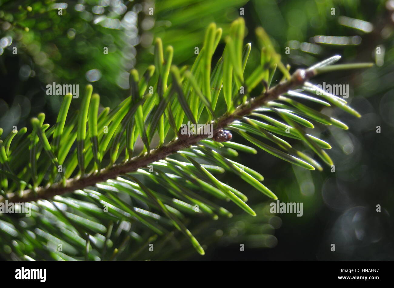 Fir needles -Fotos und -Bildmaterial in hoher Auflösung – Alamy
