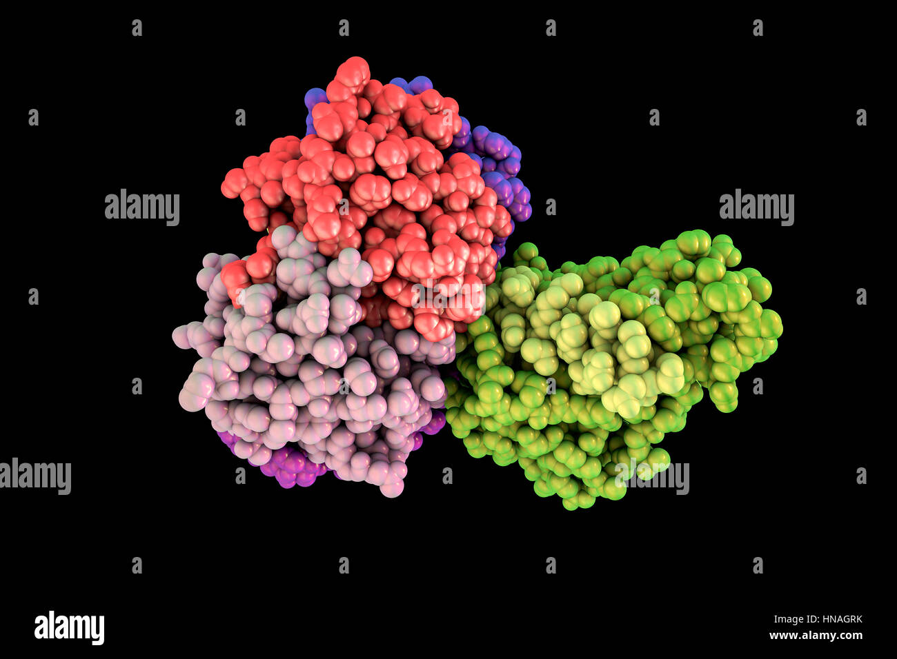 Cholera-Toxin, Molekülmodell. Cholera-Toxin (Choleragen) ist ein ...