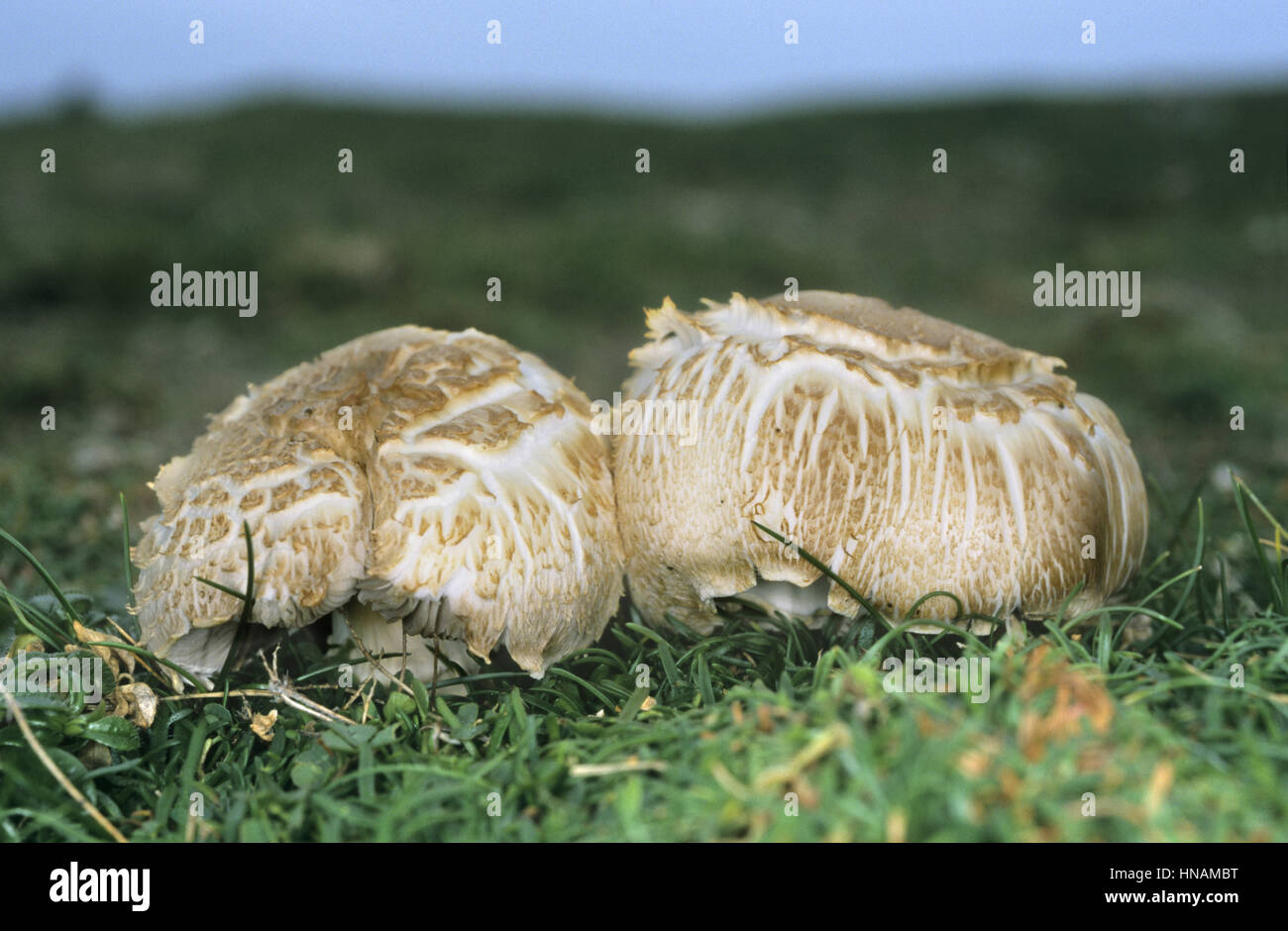Funghi agaricus -Fotos und -Bildmaterial in hoher Auflösung – Alamy
