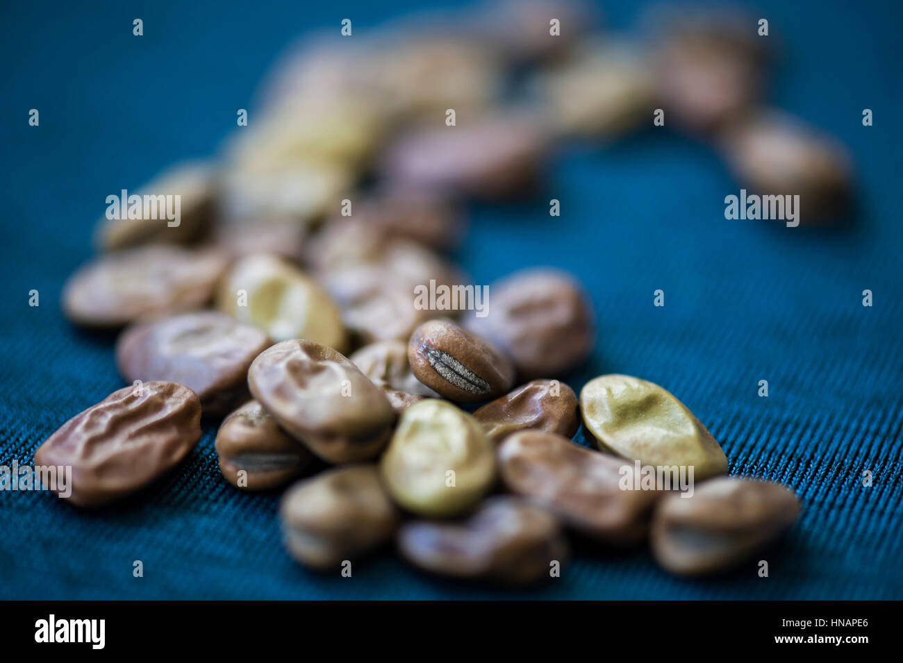 Bohnen samen -Fotos und -Bildmaterial in hoher Auflösung – Alamy