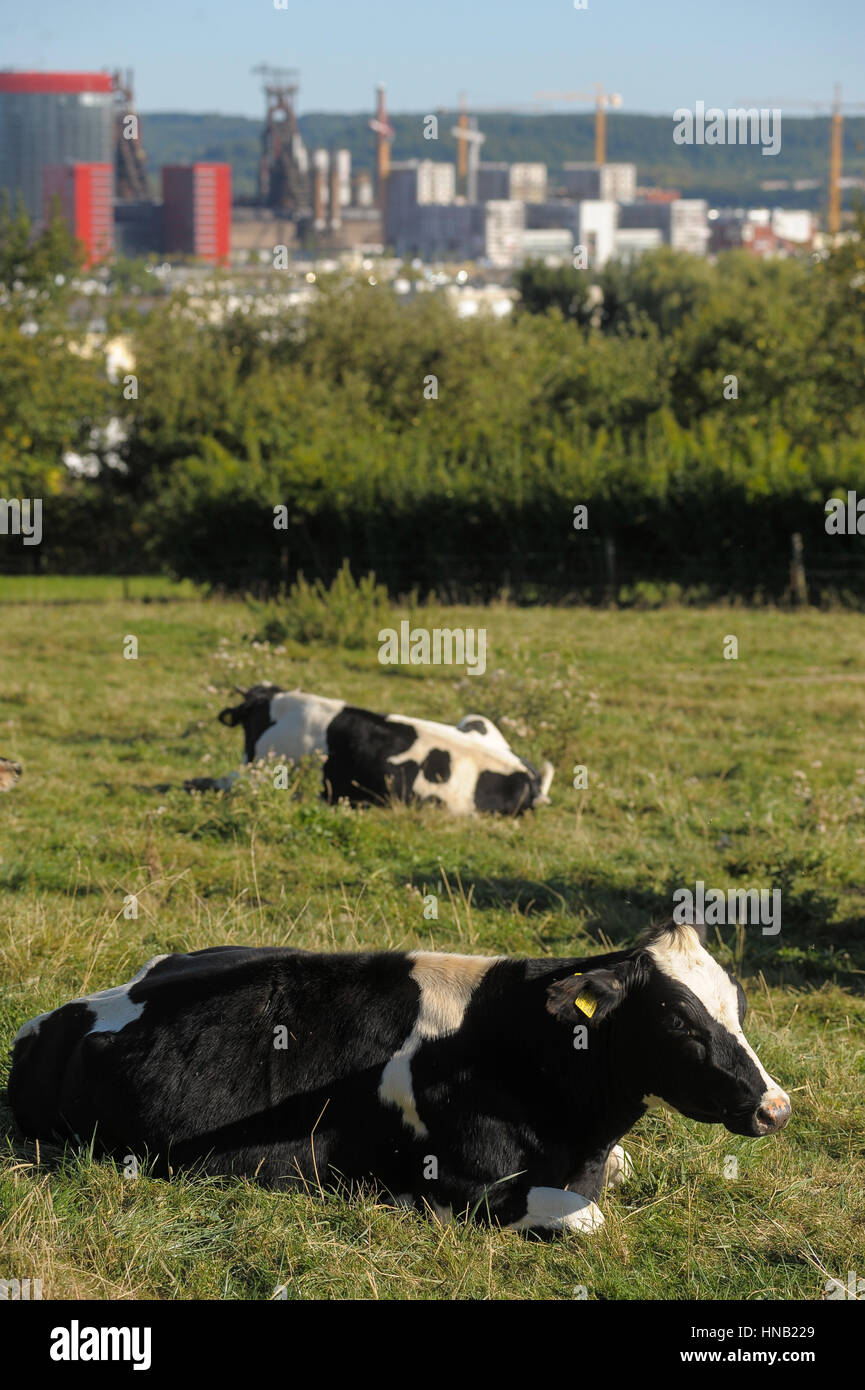 Esch-Sur-Alzette, Belval, Luxemburg Blick auf das neue Projekt Stadt ...