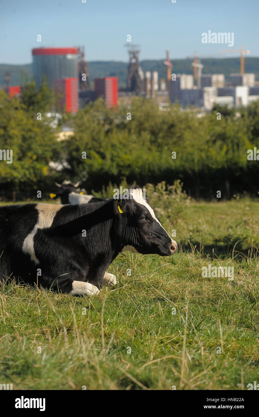 Esch-Sur-Alzette, Belval, Luxemburg Blick auf das neue Projekt Stadt ...