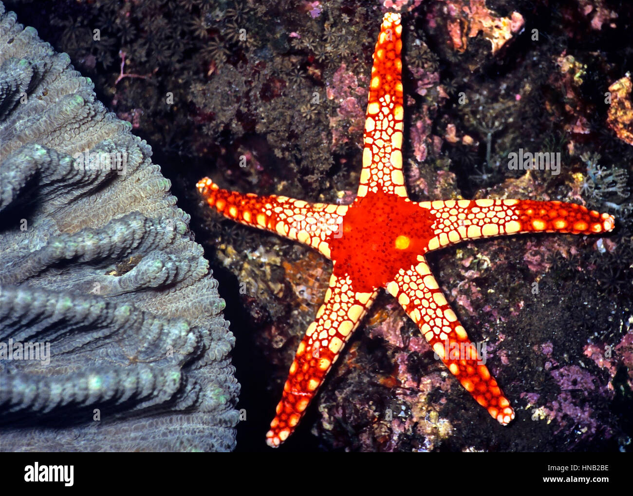 Diese Halskette Seestern (Fromia Monilis) befindet sich neben einem ...