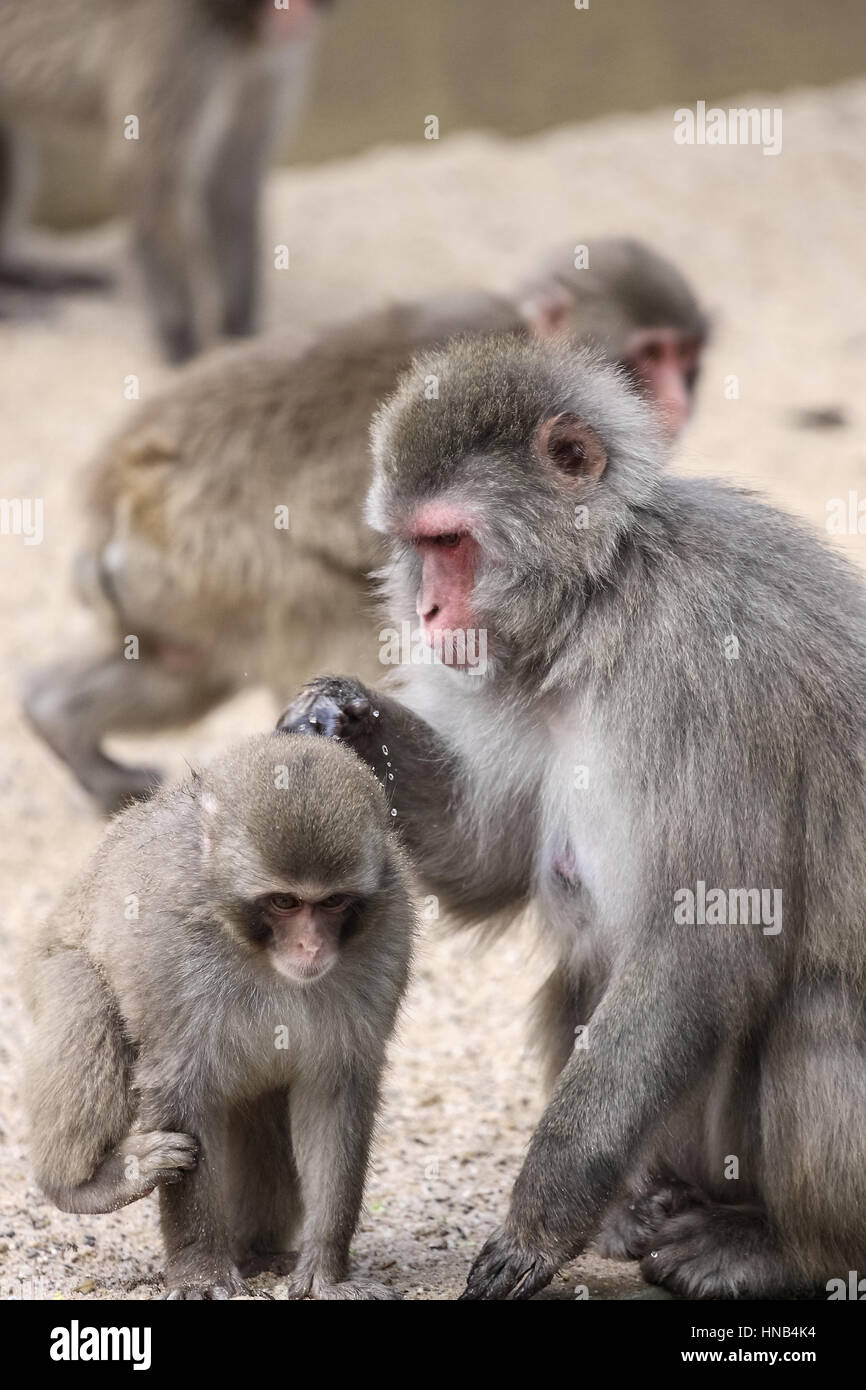 Affen zoo -Fotos und -Bildmaterial in hoher Auflösung – Alamy