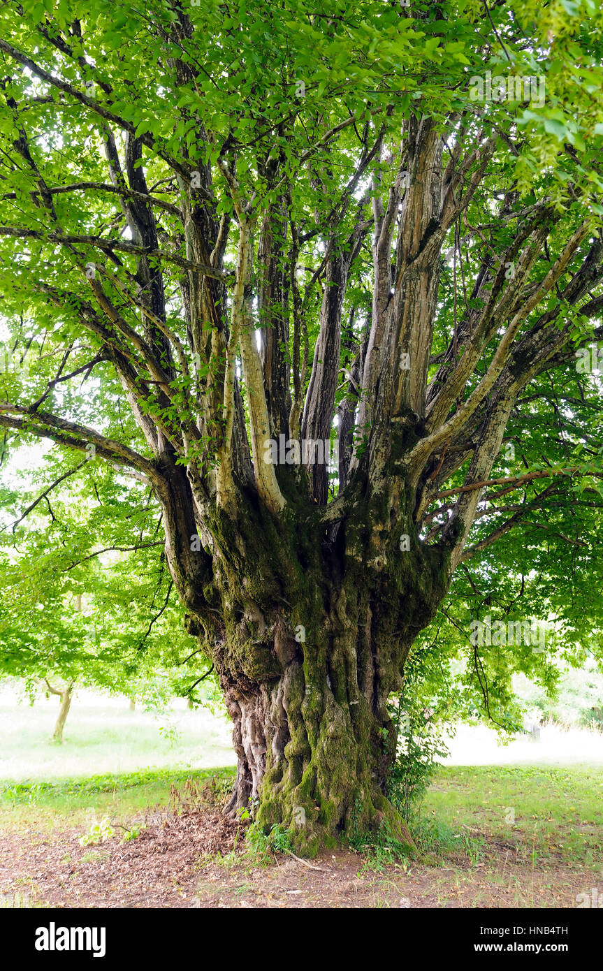 Carpinus betulus catkin -Fotos und -Bildmaterial in hoher Auflösung – Alamy