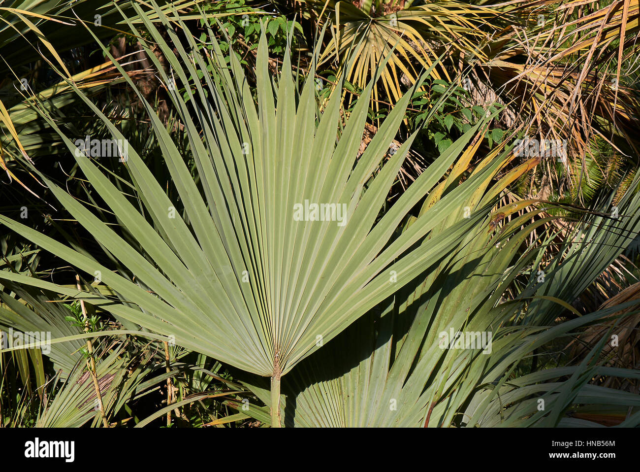 Klumpende staude -Fotos und -Bildmaterial in hoher Auflösung – Alamy