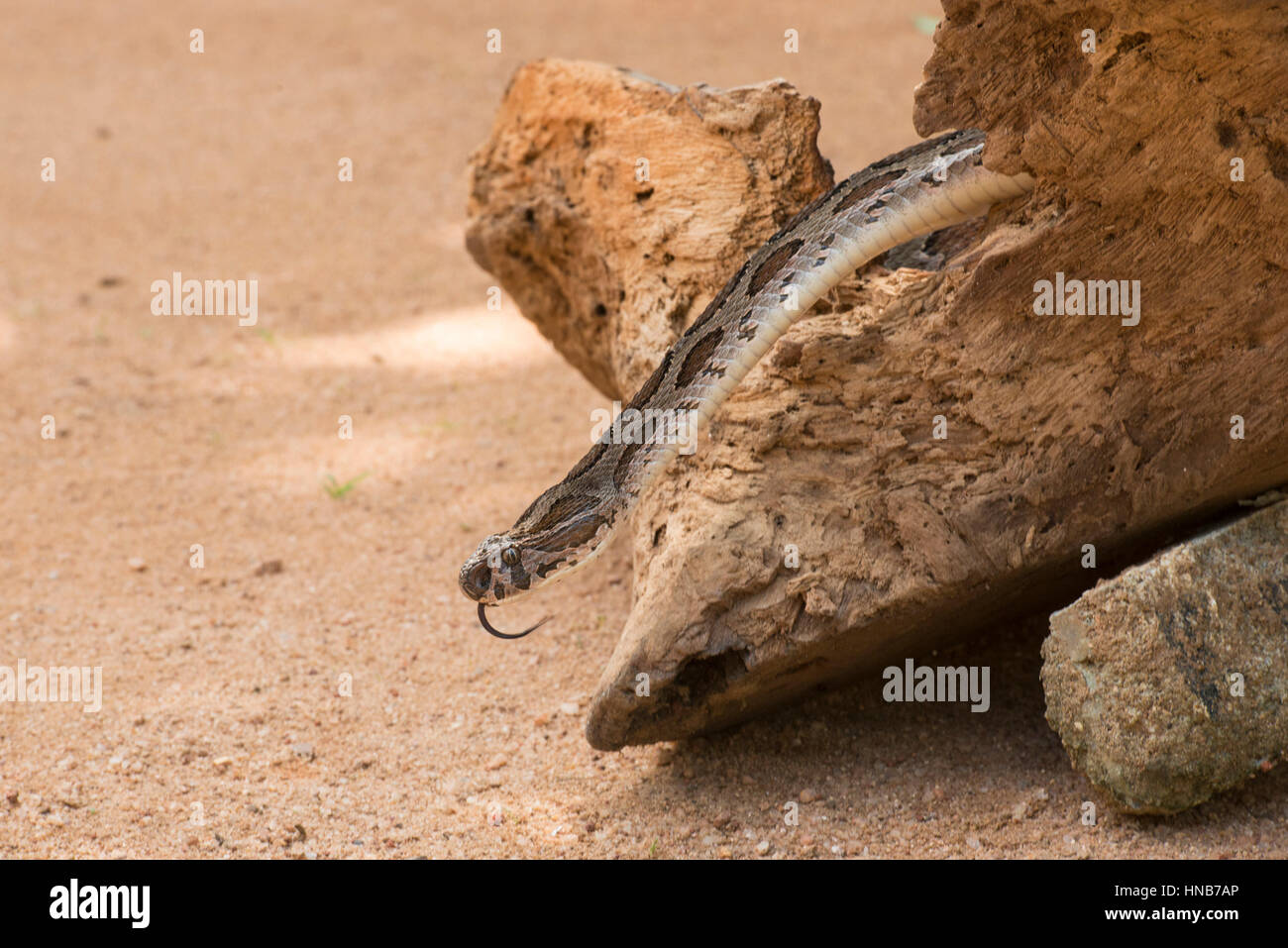 Russells viper snake -Fotos und -Bildmaterial in hoher Auflösung – Alamy