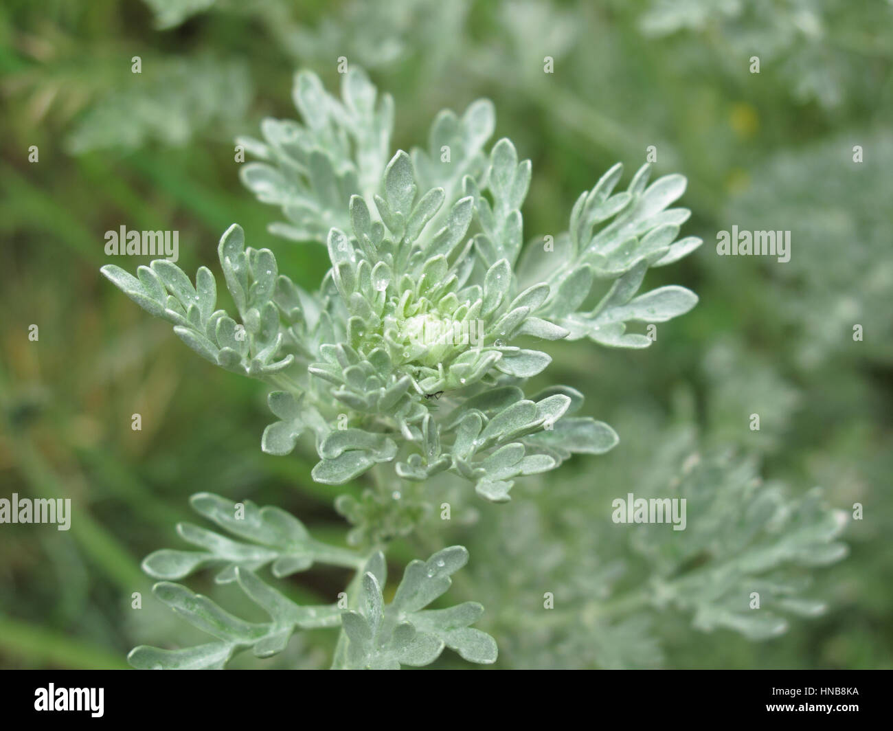 Absinthe wormwood -Fotos und -Bildmaterial in hoher Auflösung – Alamy