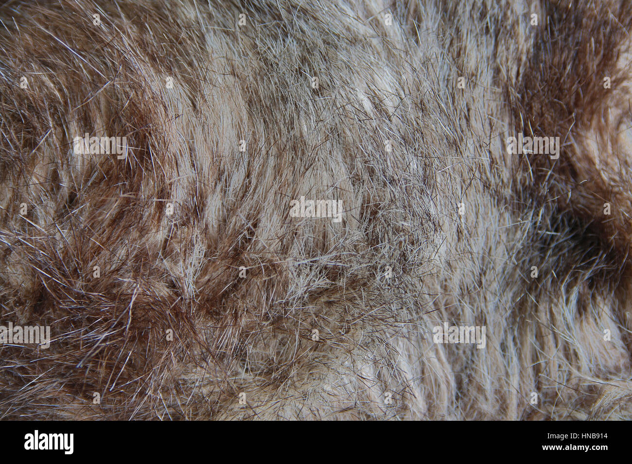Webpelz detail -Fotos und -Bildmaterial in hoher Auflösung – Alamy