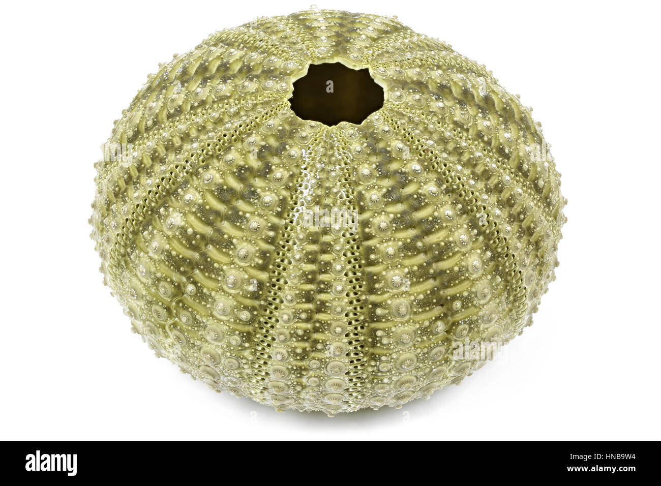 Seeigel isoliert -Fotos und -Bildmaterial in hoher Auflösung – Alamy