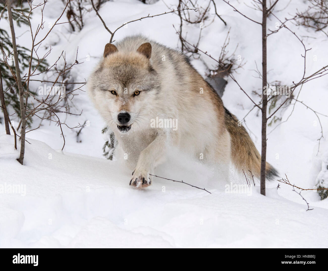 Wilder Grauer Wolf Stockfotos und -bilder Kaufen - Alamy