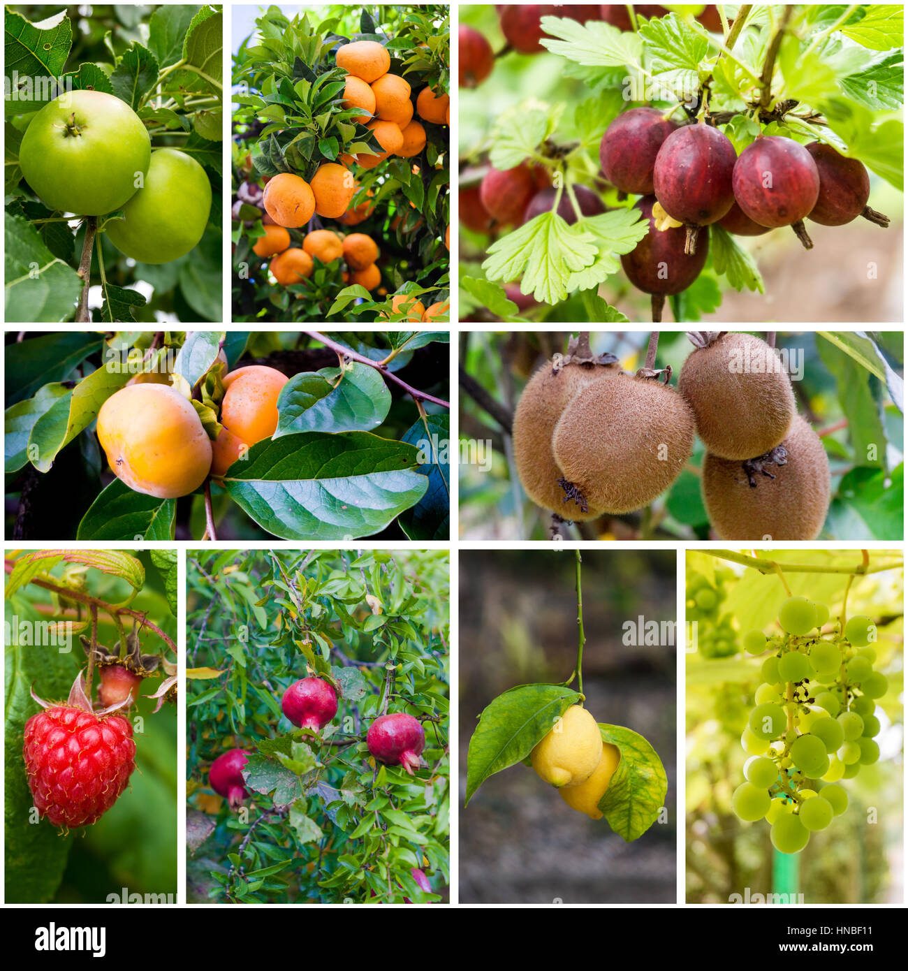 Satz von frische, Reife Früchte am Baum. verschiedene Früchte auf einem ...