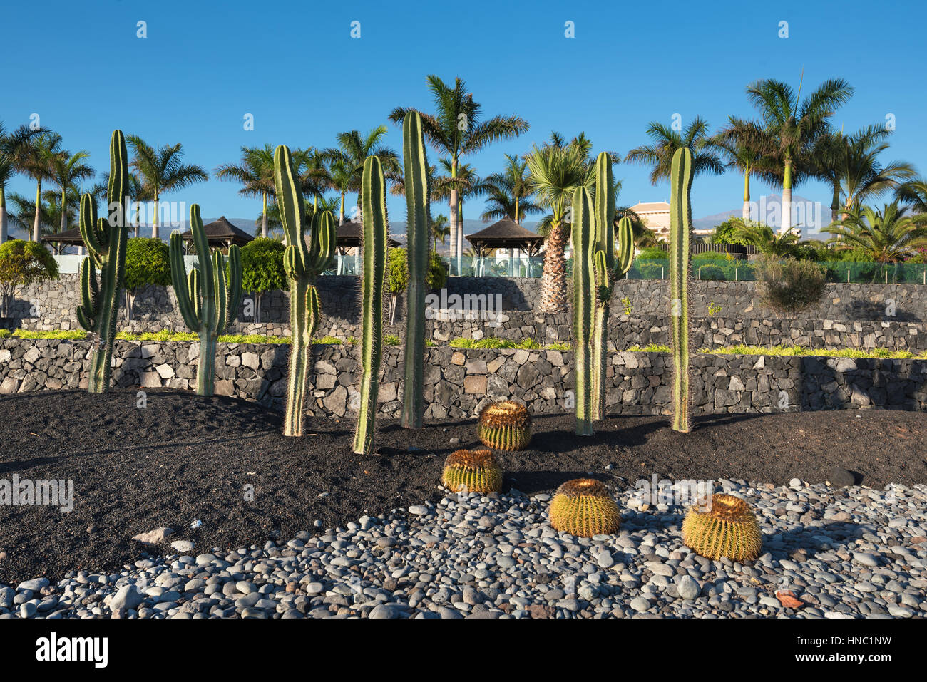 Urban Cactus Park in Alcala Dorf, Suth Tenerife Island, Kanarische ...