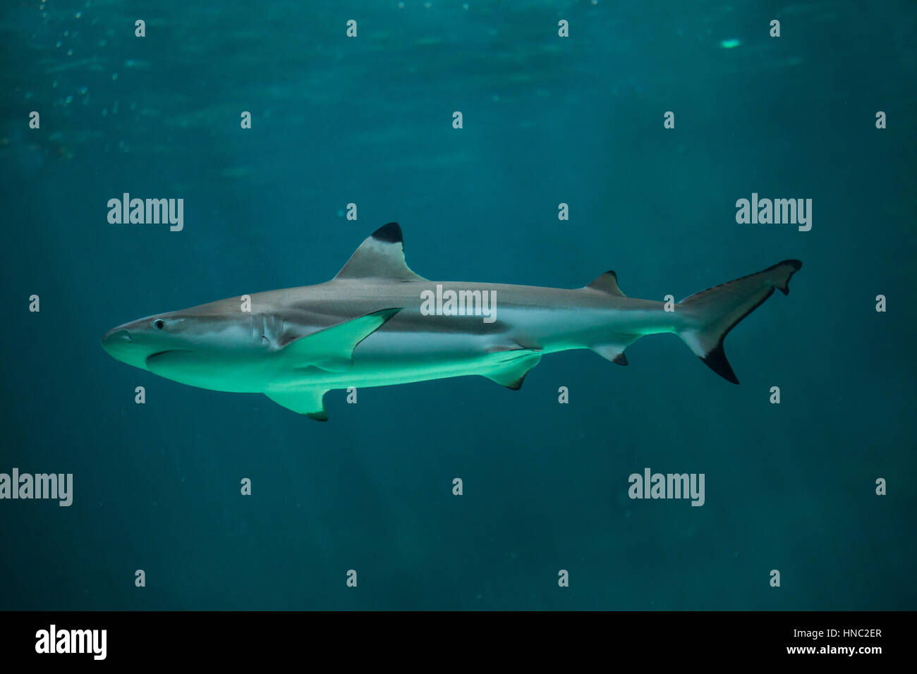 Schwarzspitzen-Riffhai (Carcharhinus Melanopterus). Meeresfische ...