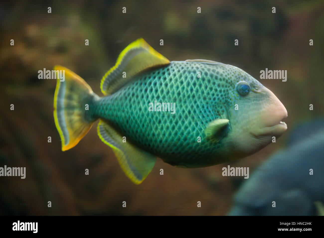 Gelbgefleckte Drückerfisch (Pseudobalistes Flavimarginatus ...