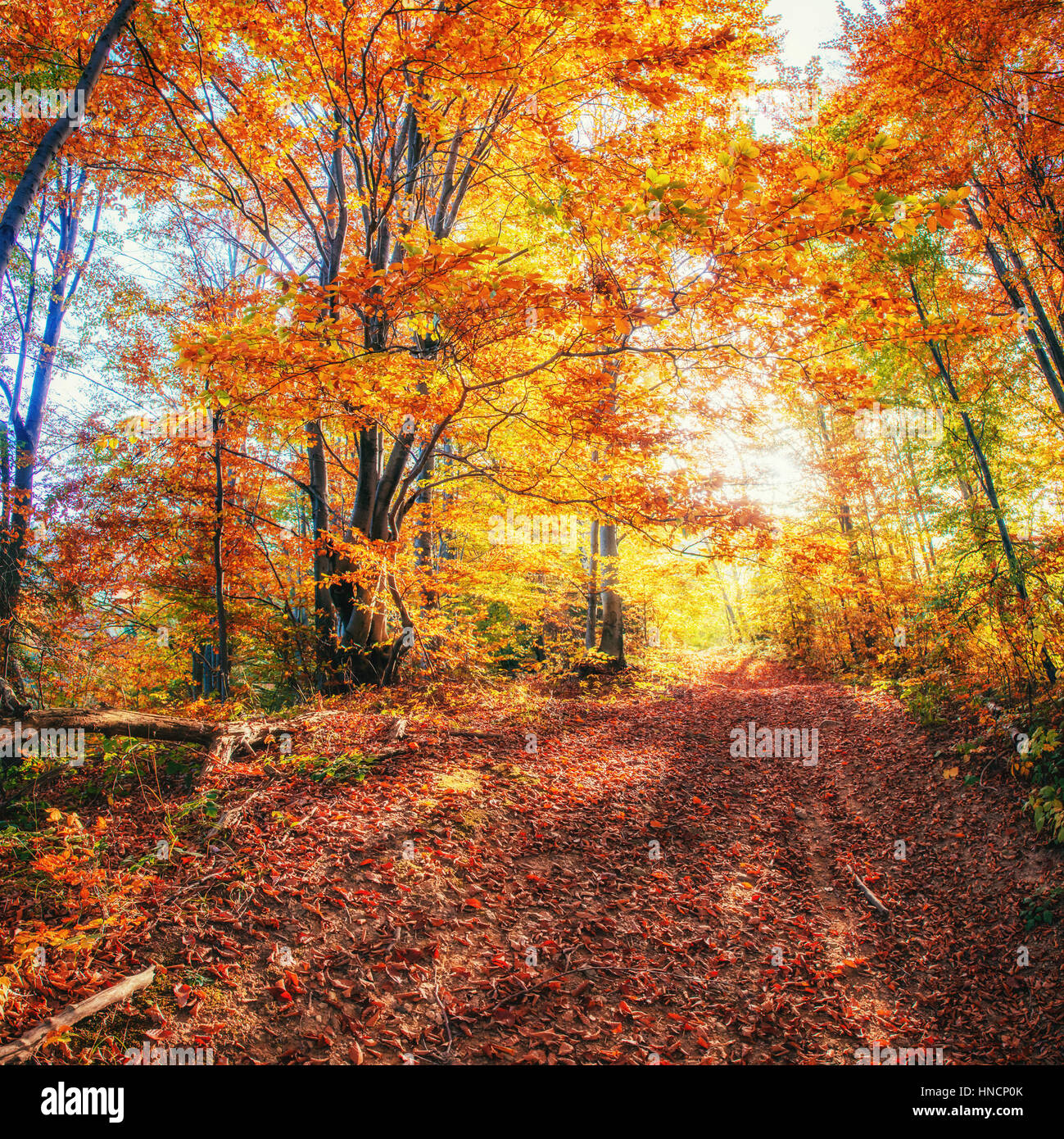 Wald europa -Fotos und -Bildmaterial in hoher Auflösung – Alamy
