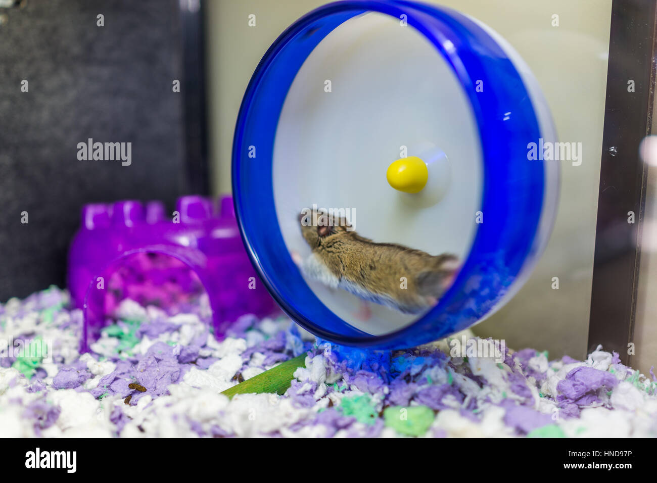 Pet hamster wheel -Fotos und -Bildmaterial in hoher Auflösung – Alamy