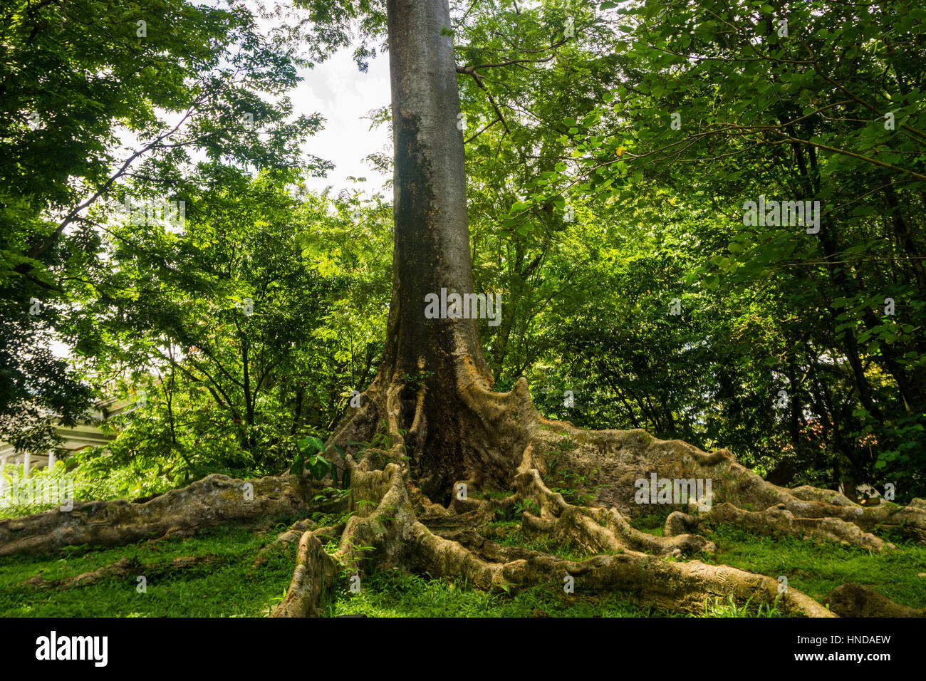 Kayu Raja oder The King-Baum aus Asien mit große Root und eines der ...