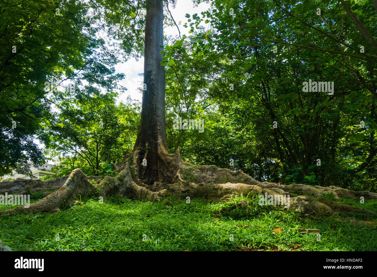 Kayu Raja oder The King-Baum aus Asien mit große Root und eines der ...