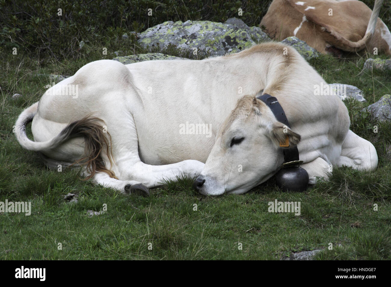 Kuh mit Kuhglocke liegend Stockfotografie - Alamy
